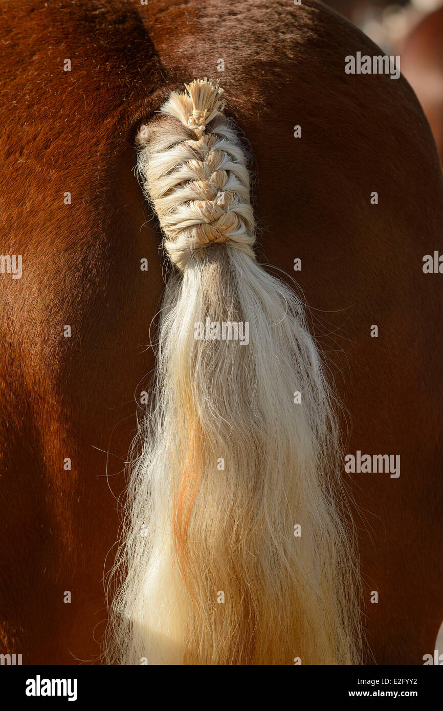 Horse tail braid hi-res stock photography and images - Alamy