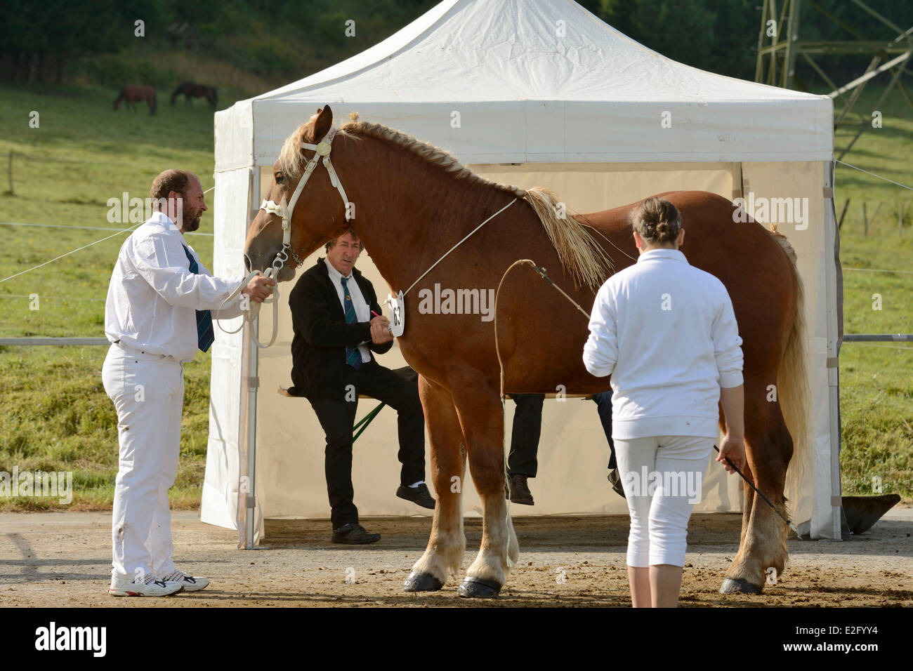 France Doubs Maiche national competition Trait Comtois horse stallion ...