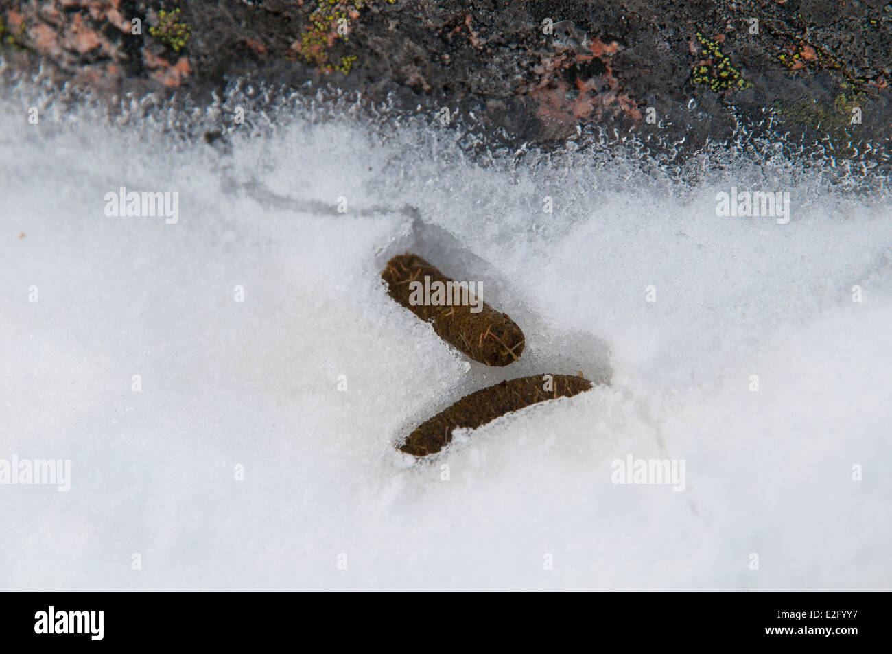 Rock ptarmigan droppings hi-res stock photography and images - Alamy