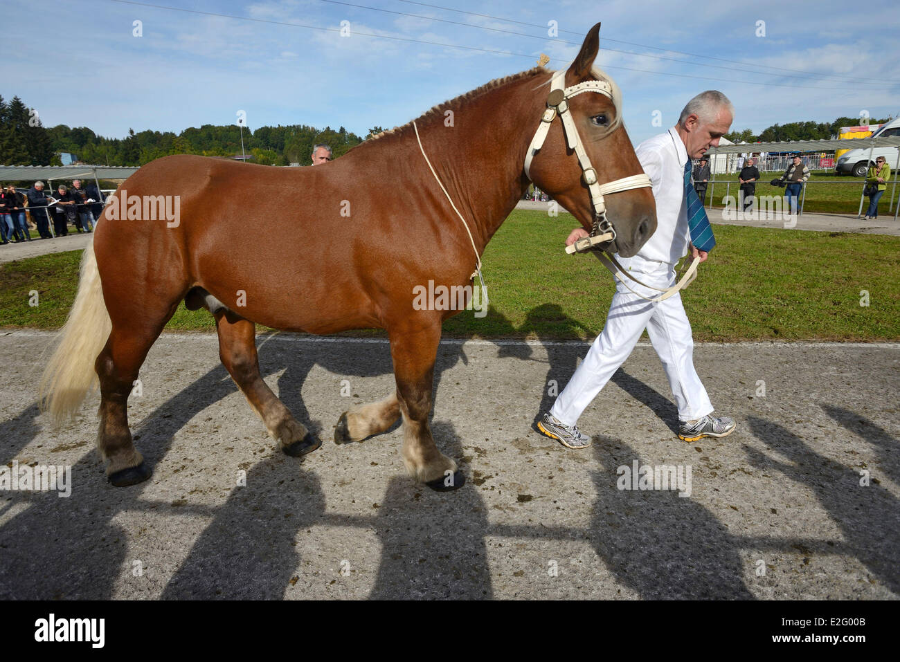 Comtois horse hi-res stock photography and images - Alamy