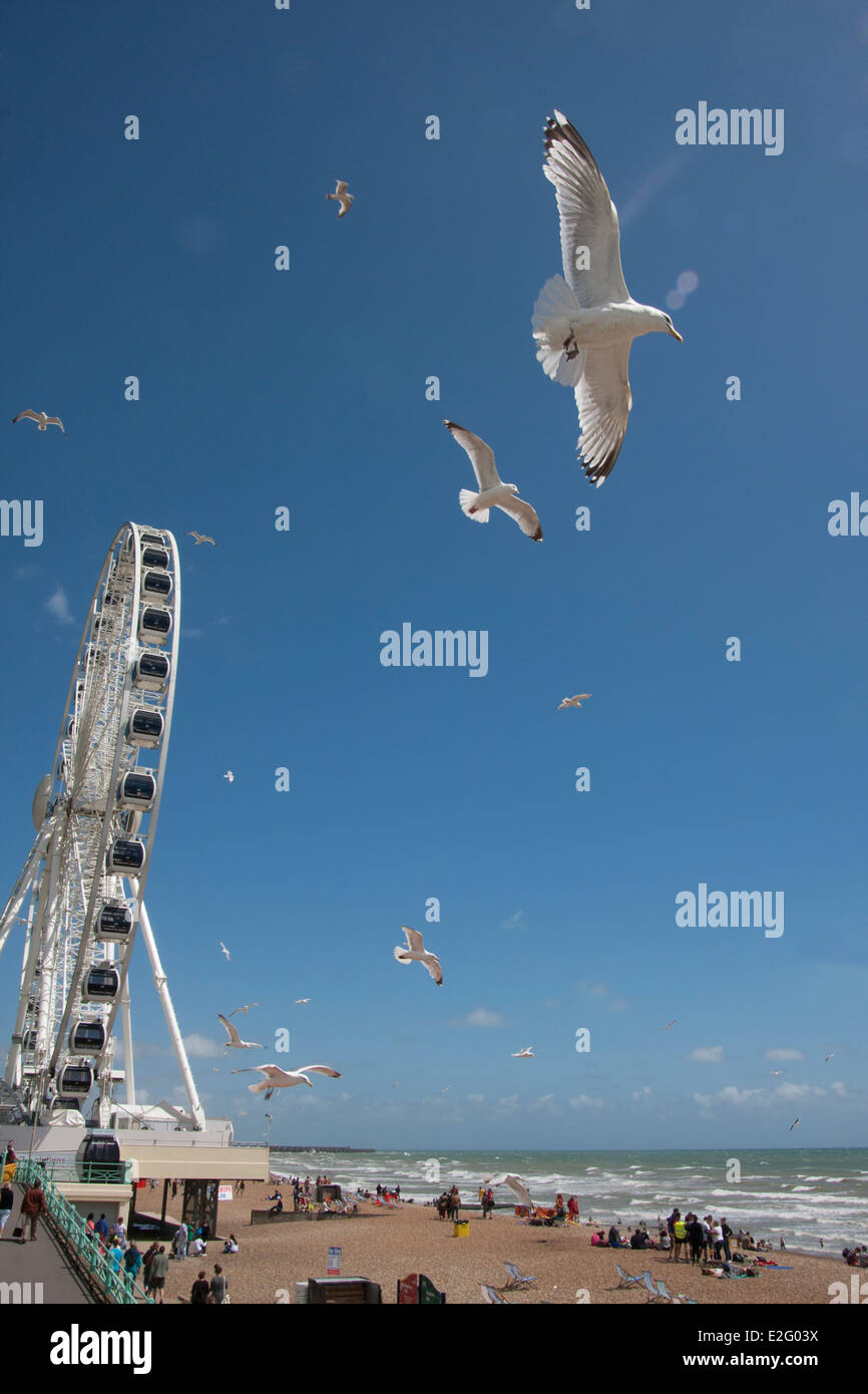 seagulls flying on Brighton beach, Sussex, England Stock Photo - Alamy