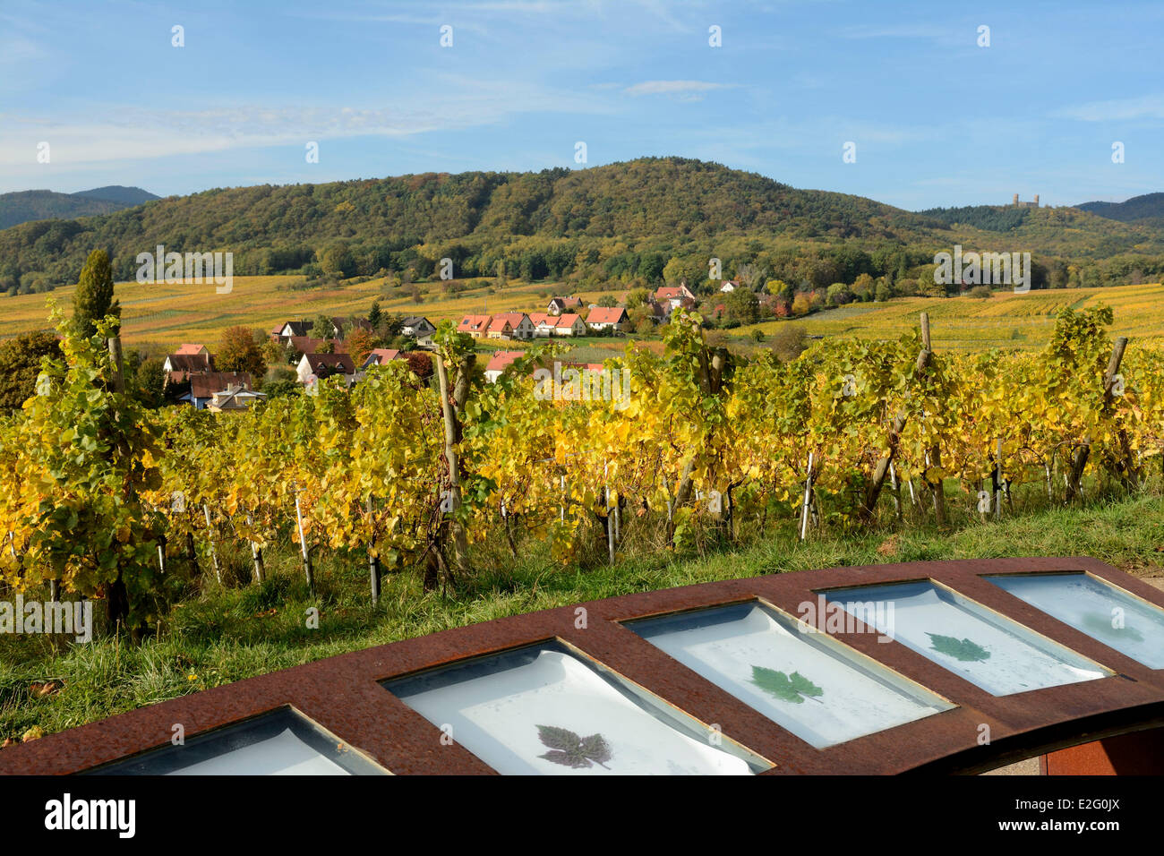 France Bas Rhin Alsace Wine Route Mittelbergheim labelled Les Plus ...