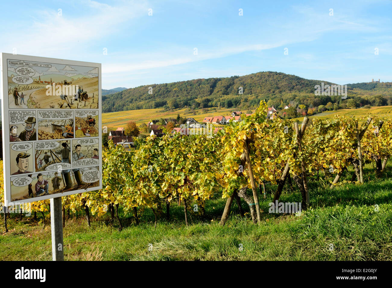 France Bas Rhin Alsace Wine Route Mittelbergheim labelled Les Plus ...