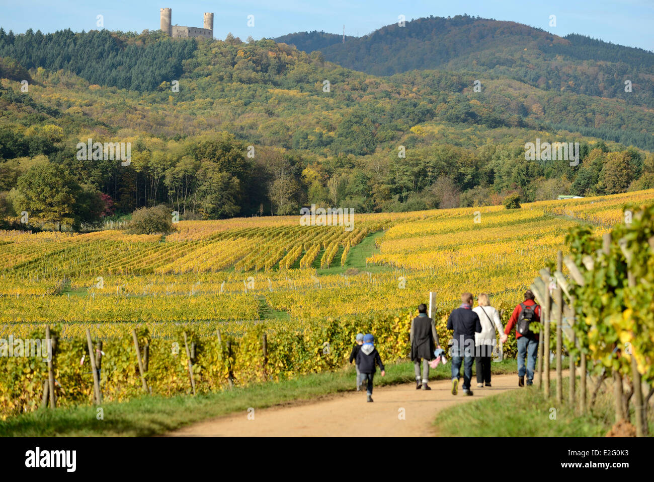 France Bas Rhin Alsace Wine Route Mittelbergheim labelled Les Plus ...