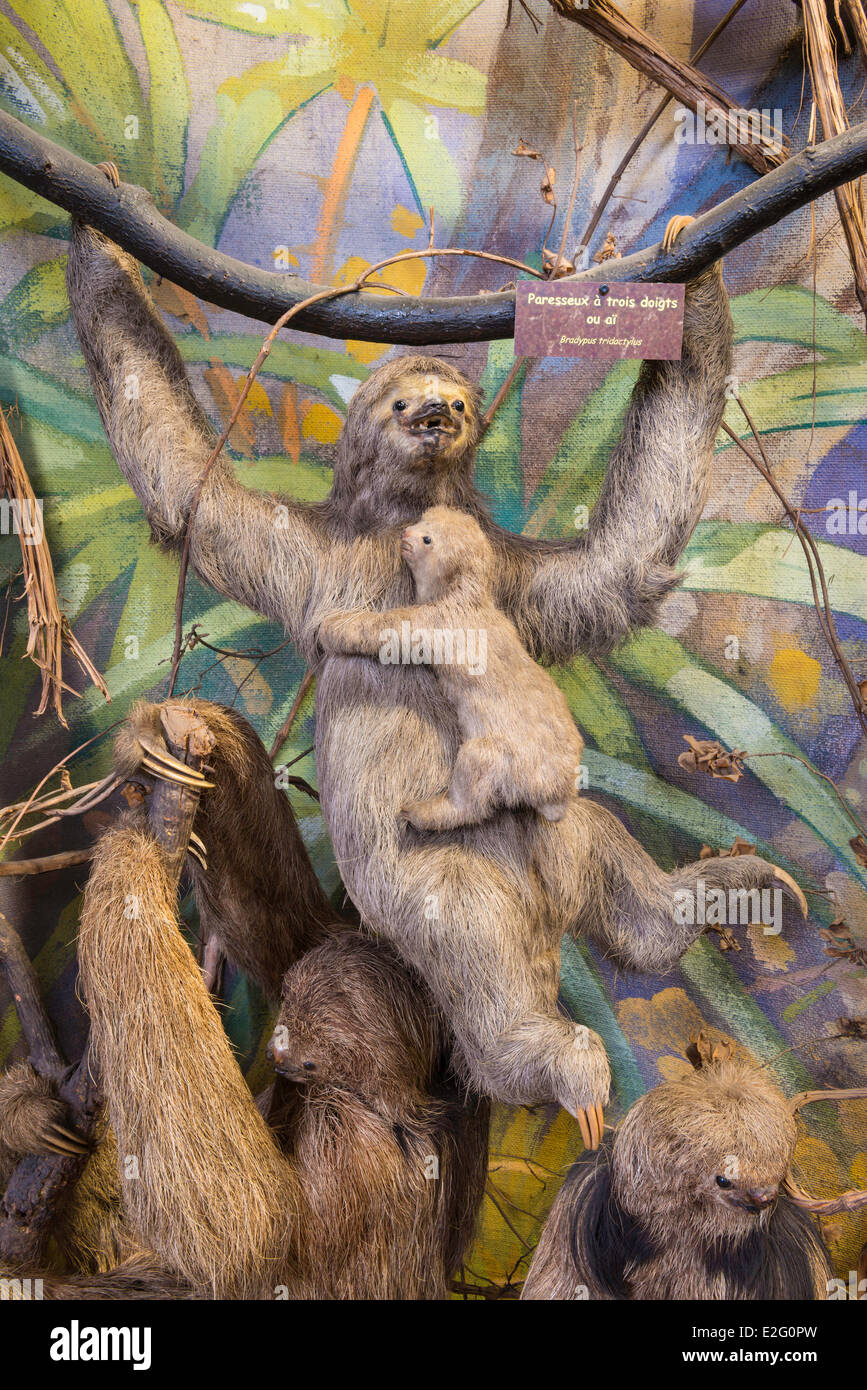 Pale throated sloth hi-res stock photography and images - Alamy