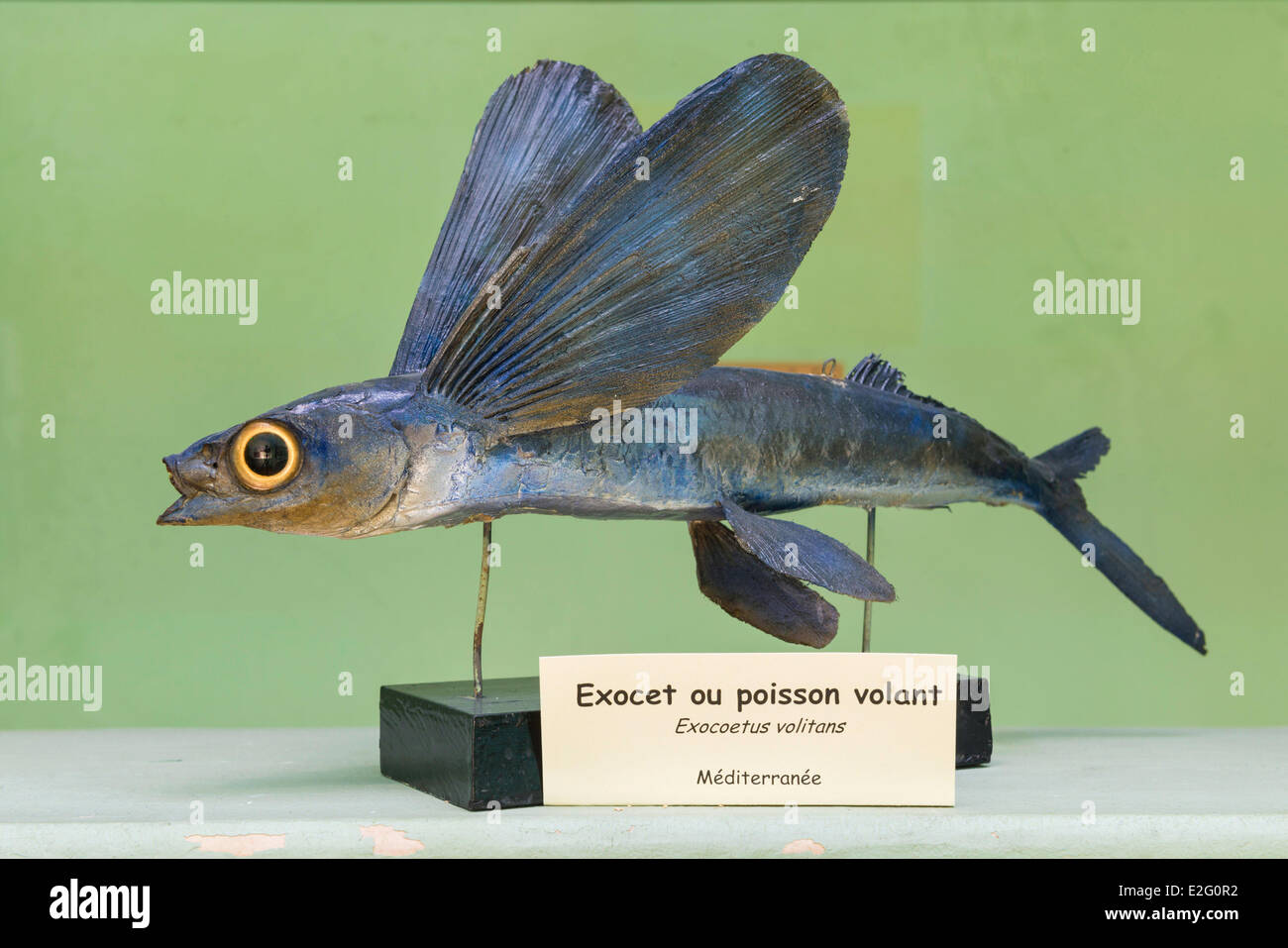 France Seine Maritime Rouen Museum of Natural History stuffed flying ...