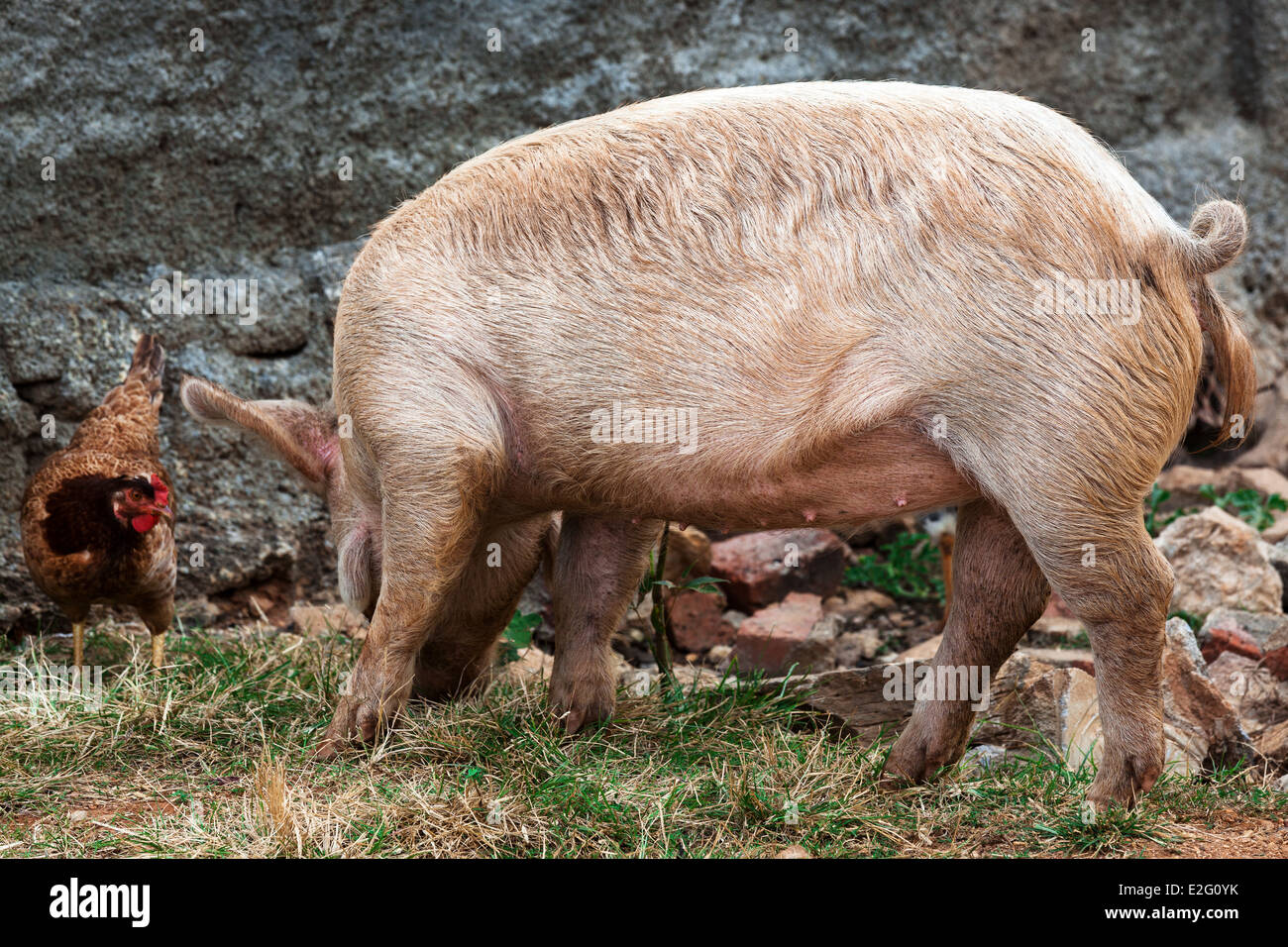 Chicken and pig hi-res stock photography and images - Alamy