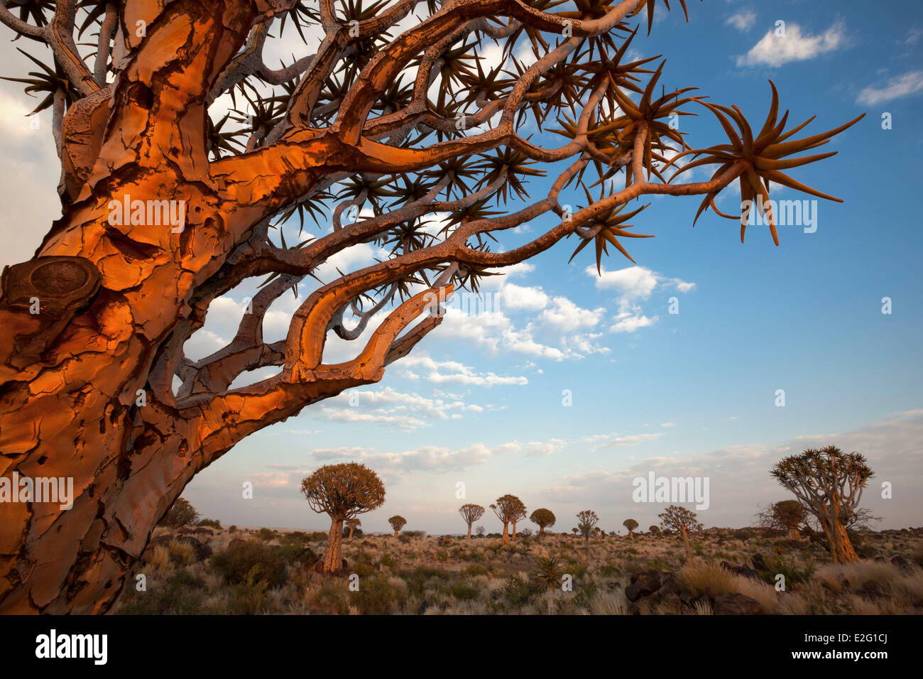 Namibia Karas Keetmanshoop Quiver Tree Forest (Aloe dichotoma Stock ...