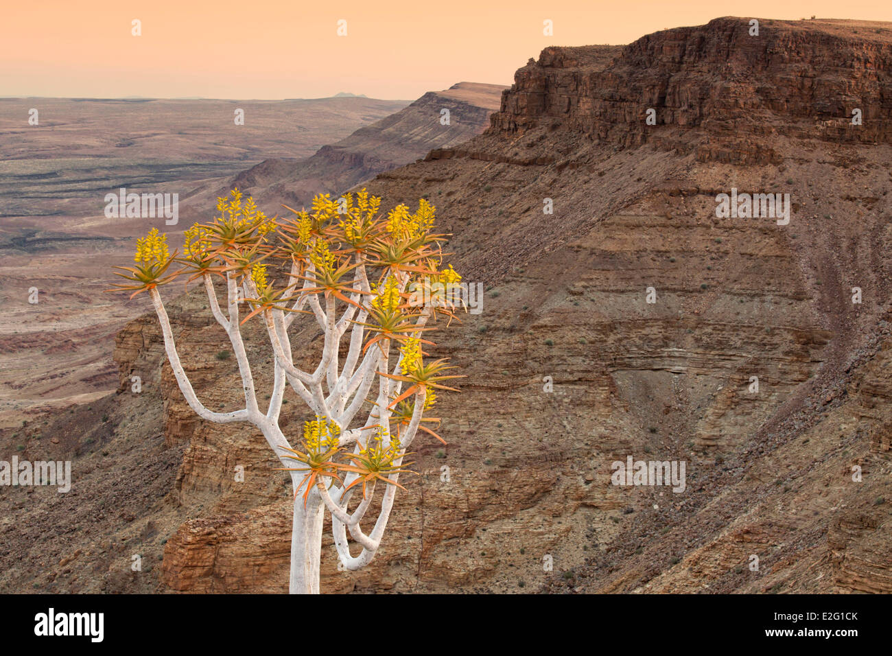 Namibia Karas Fish River Canyon western view with Quiver tree (Aloe ...