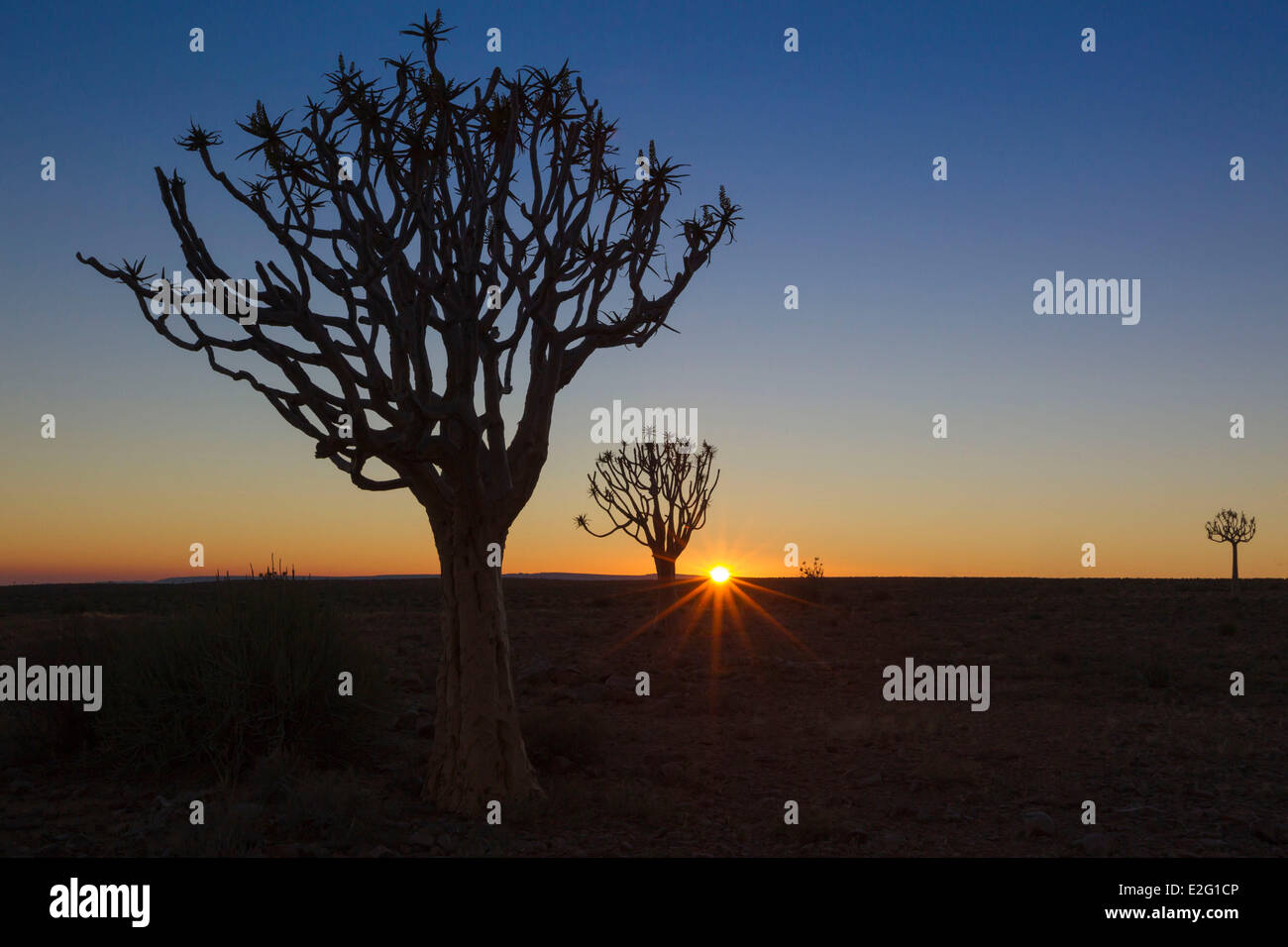 Namibia Karas Fish River Canyon silhouettes of Quiver trees (Aloe ...