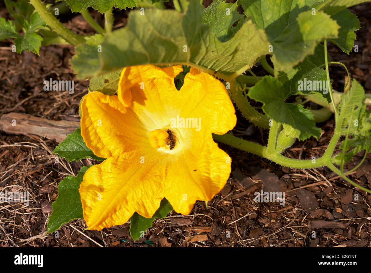 Pumpkin cucurbita sp detail hi-res stock photography and images - Alamy