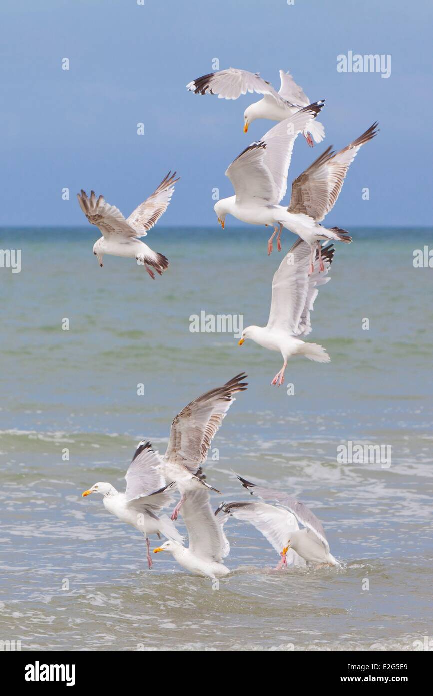 France Pas de Calais Audresselles silver gulls Stock Photo - Alamy