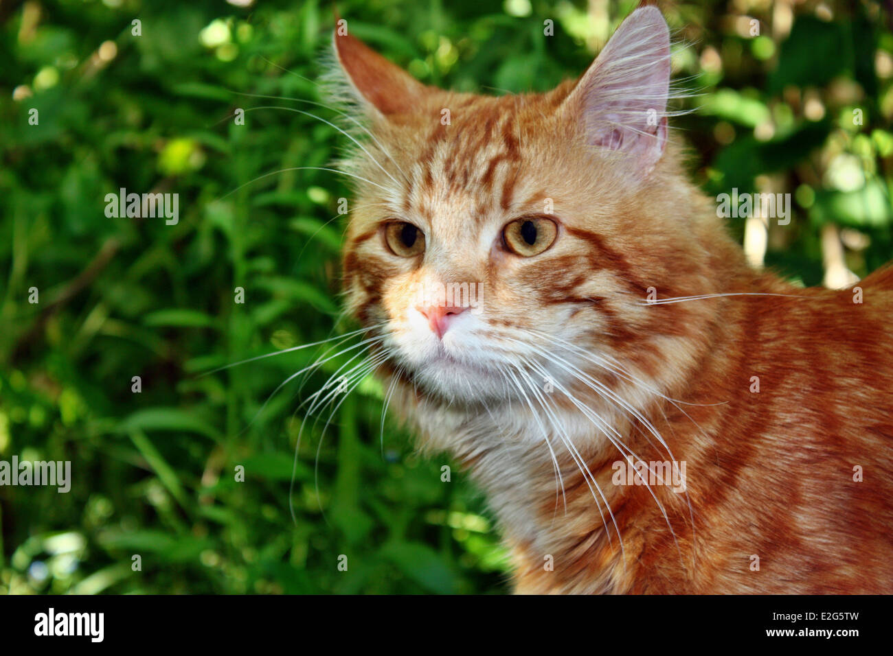Red cat in the garden Stock Photo - Alamy