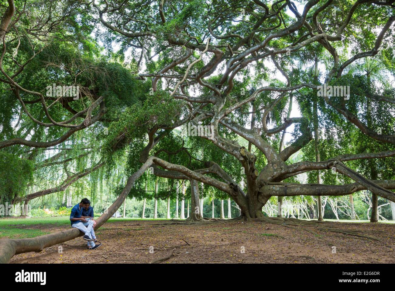 Sri Lanka Central province Kandy district Kandy Peradeniya royal ...