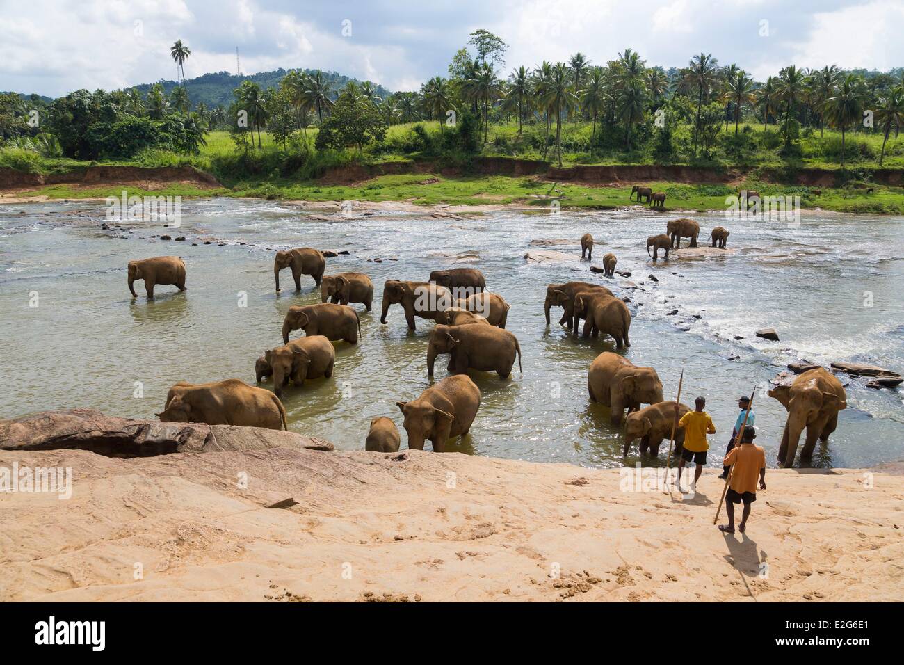 Flock elephants bathing in hi-res stock photography and images - Alamy