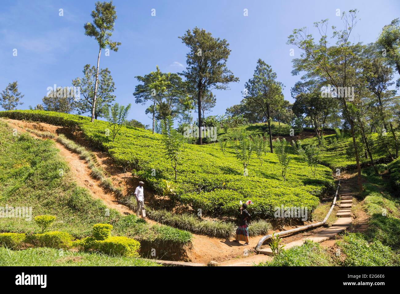Sri Lanka Central province Kandy district Pussellawa tea plantation ...