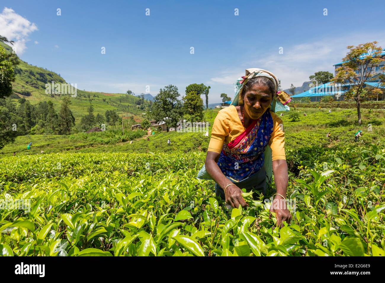 Sri Lanka Central province Nuwara-Eliya district Ramboda tea plantation ...