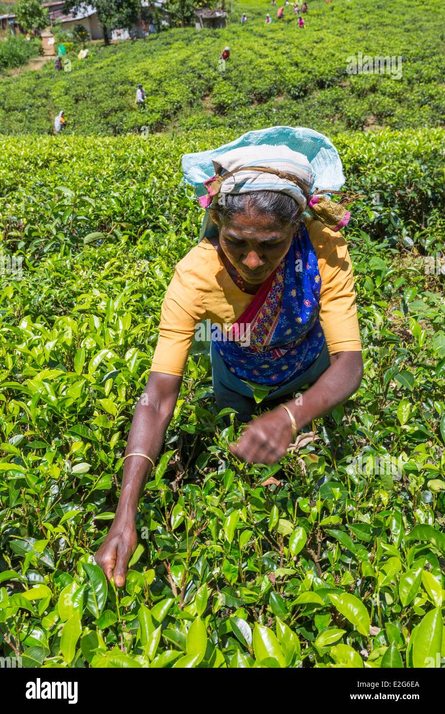 Sri Lanka Central province Nuwara-Eliya district Ramboda tea plantation ...