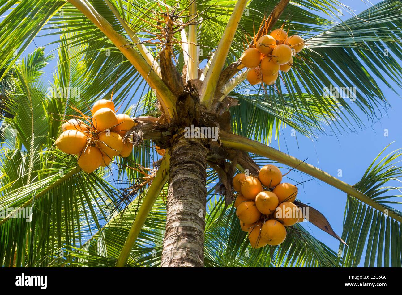 Sri Lanka Southern province Galle district Bentota coconut tree Stock ...