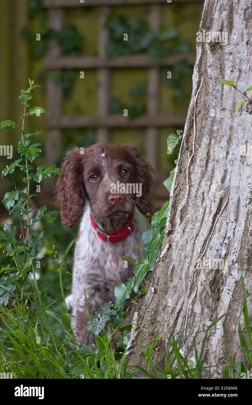 springer spaniel puppy Stock Photo - Alamy