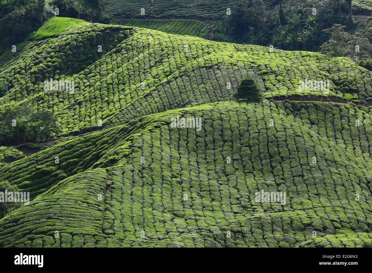 Malaysia Cameron Highlands Brinchang BOH tea plantation Stock Photo - Alamy