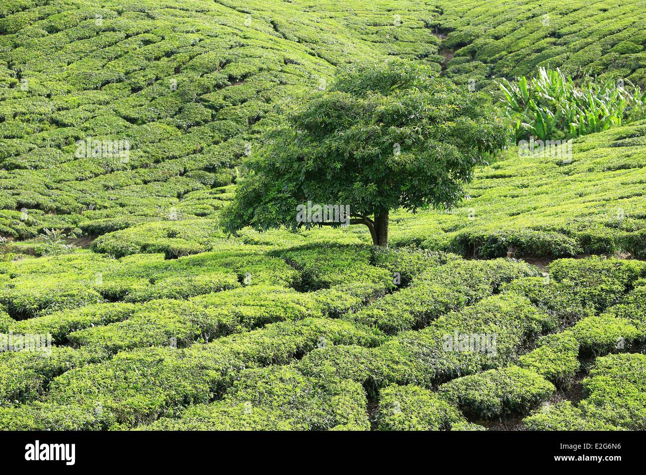 Malaysia Cameron Highlands Brinchang BOH tea plantation Stock Photo - Alamy