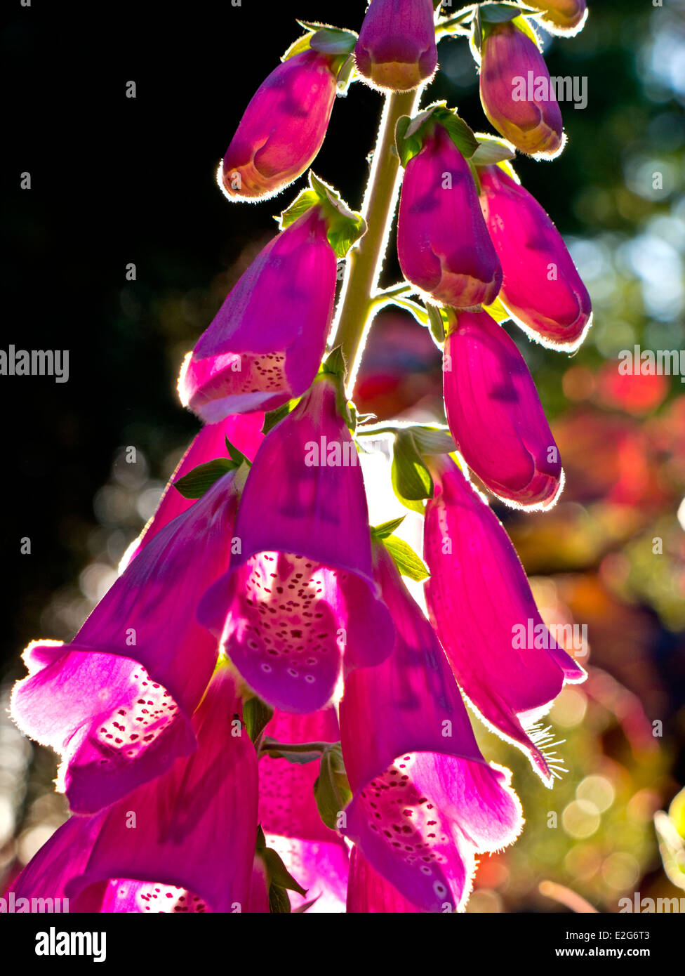 Phylogenetic research hi-res stock photography and images - Alamy