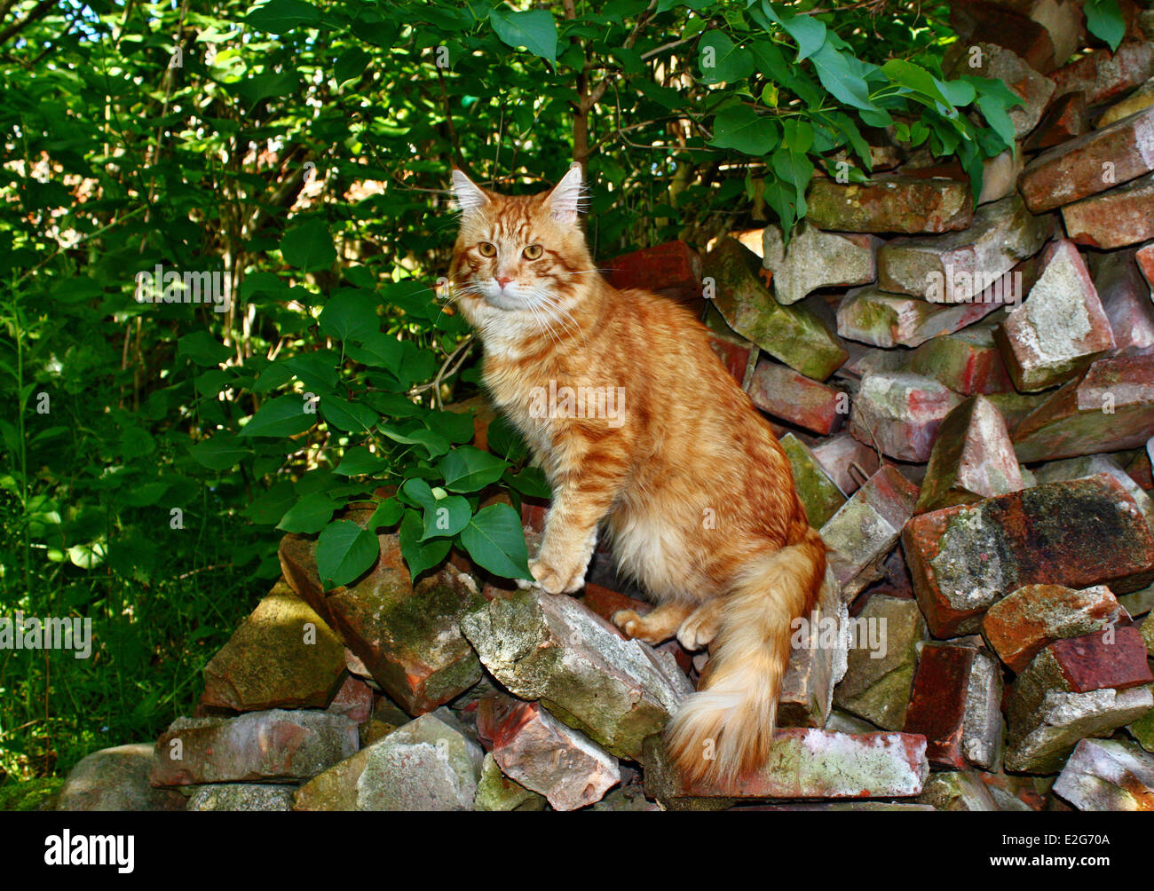 Bristling cat hi-res stock photography and images - Alamy