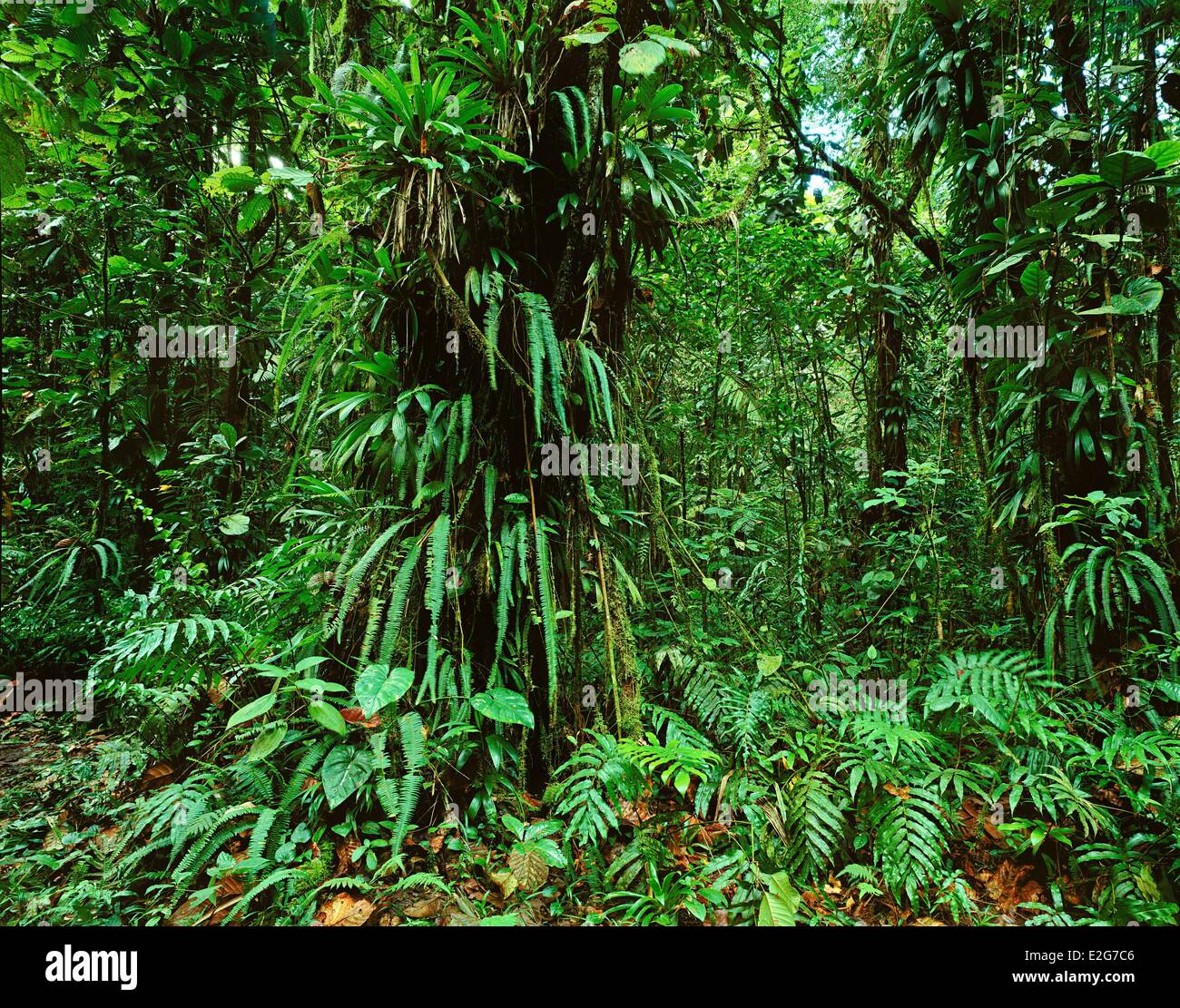 France Guadeloupe Basse Terre Guadeloupe National Park tropical forest ...