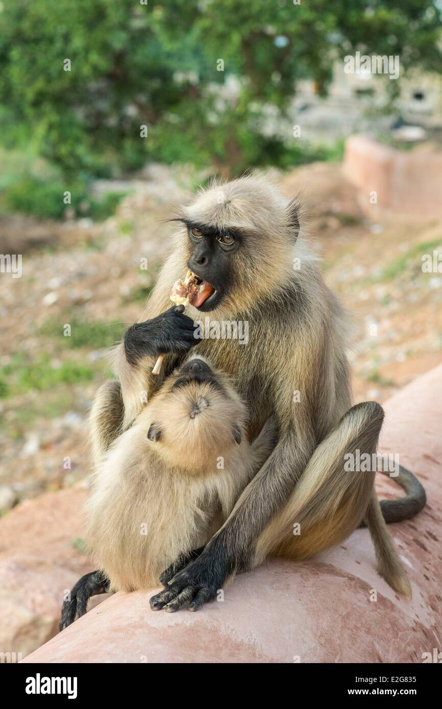 India Rajasthan State Amber monkey who stole an icecream Stock Photo ...