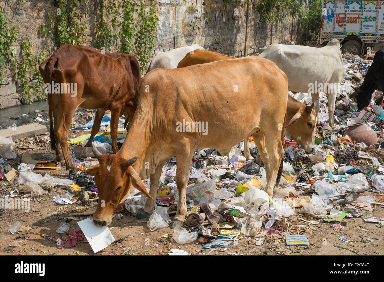 Cow eating rubbish hi-res stock photography and images - Alamy