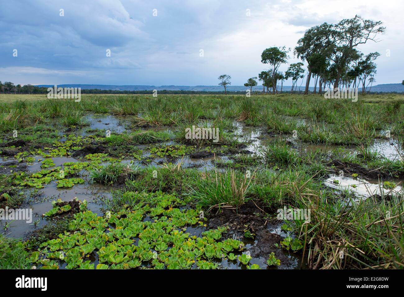 Kenya Masai-Mara game reserve Musiara marsh Stock Photo - Alamy