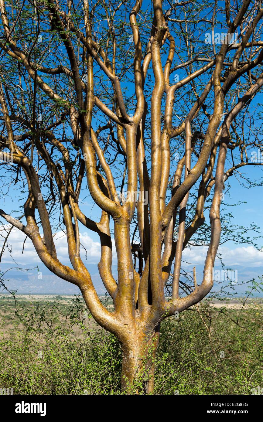 Kenya lake Magadi tree Stock Photo - Alamy