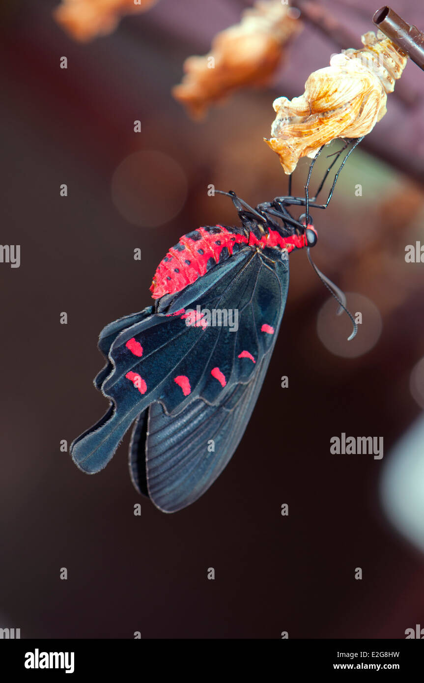 New born common rose butterfly (Pachliopta aristolochiae goniopeltis ...