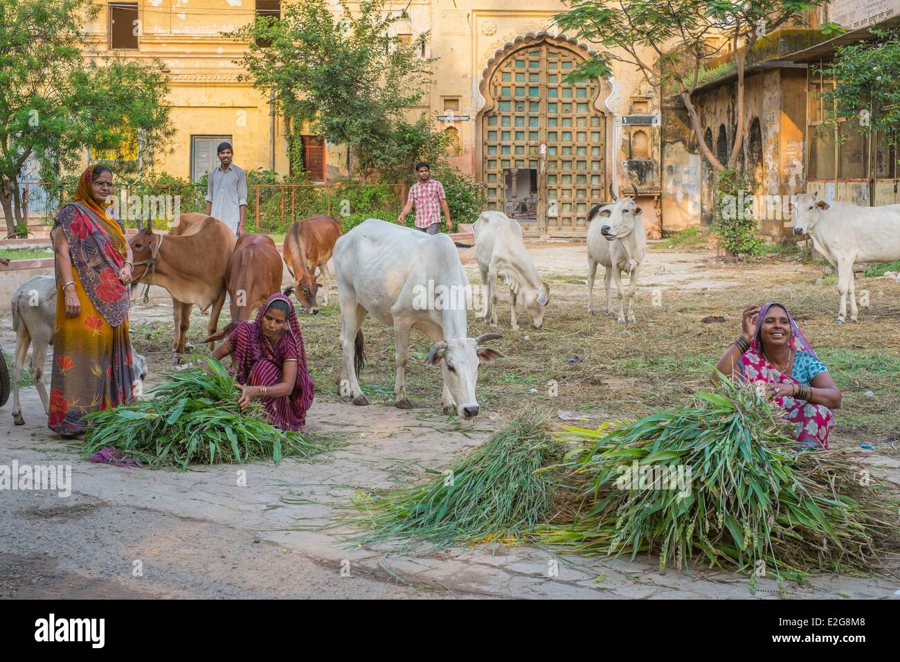 Feeding cows in india hi-res stock photography and images - Alamy