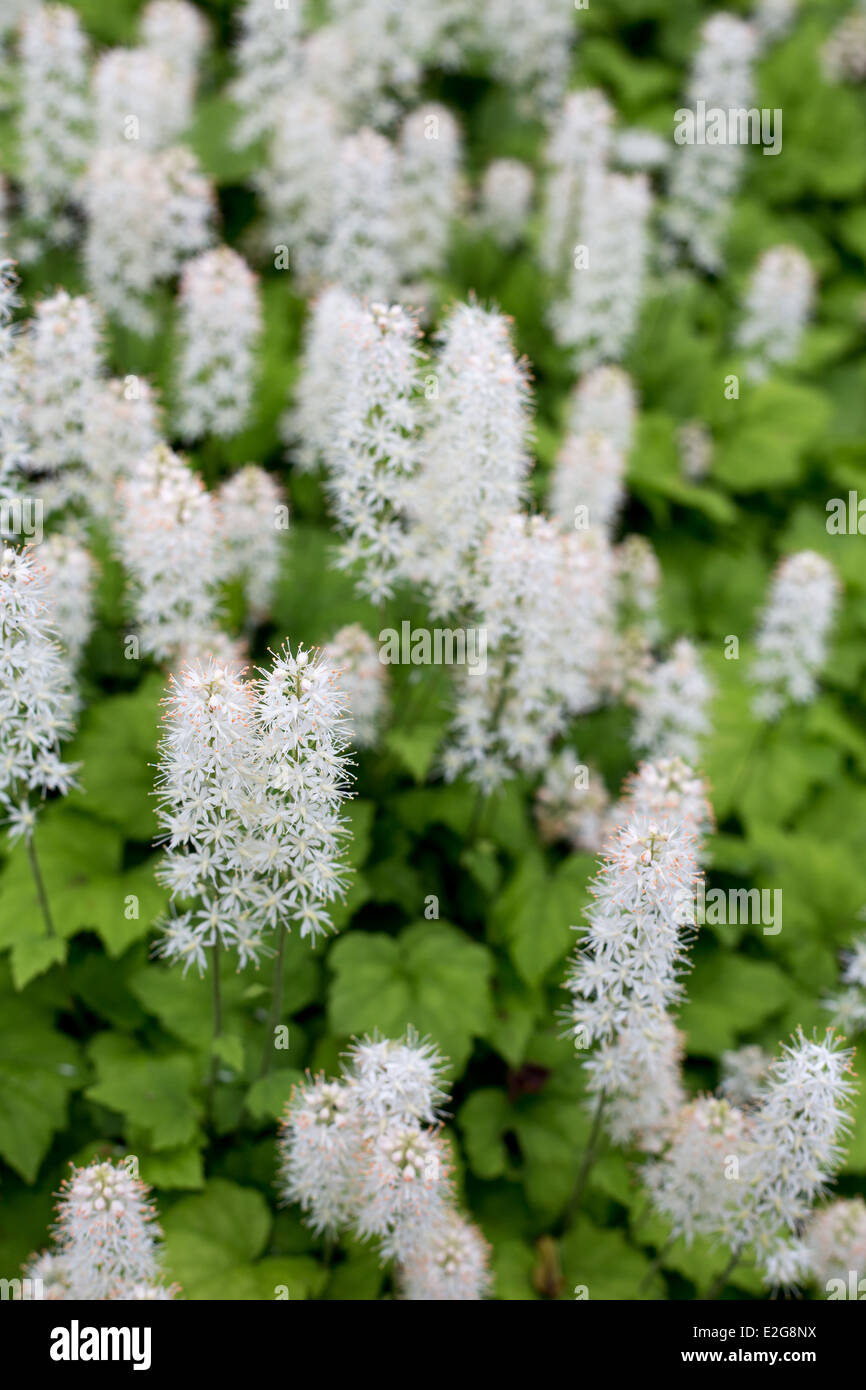 Tiarella hi-res stock photography and images - Alamy
