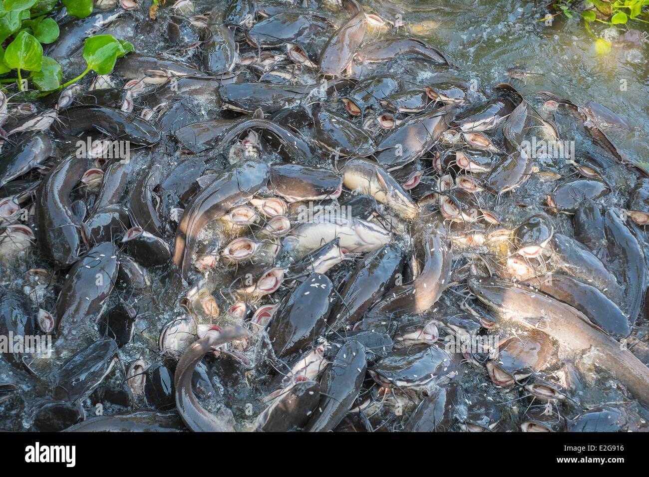 India Rajasthan State Kishangarh cat fishes in Gundalao lake Stock ...