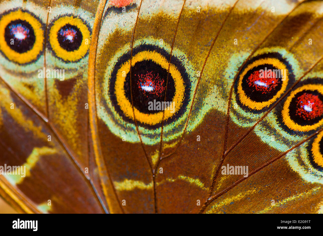 Blue morpho morpho peleides butterfly hi-res stock photography and ...