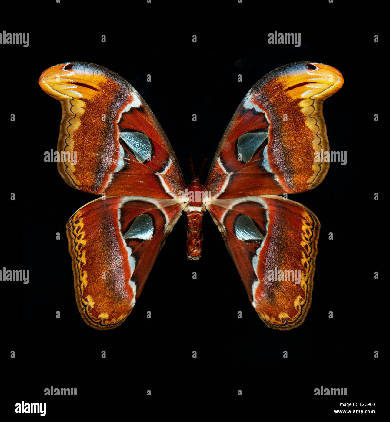 Close up of the attacus atlas butterfly isolated on black background ...