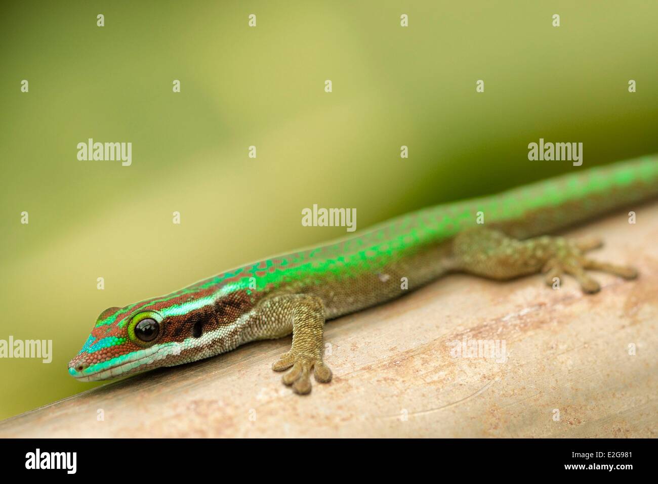 France lizards hi-res stock photography and images - Alamy