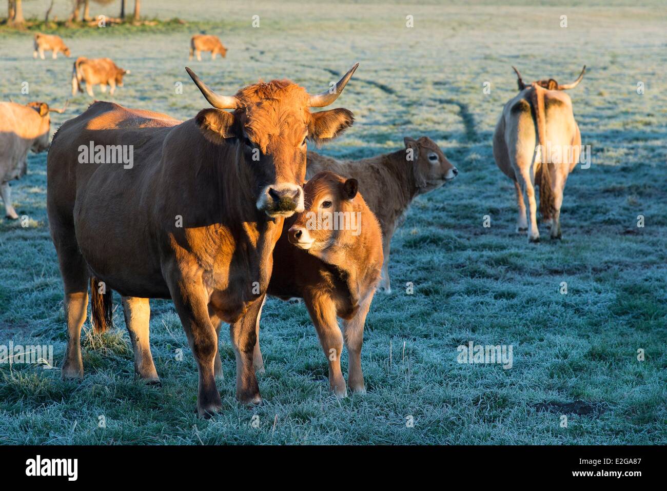 France Puy de Dome Orcines cows in a meadow (aerial view Stock Photo ...