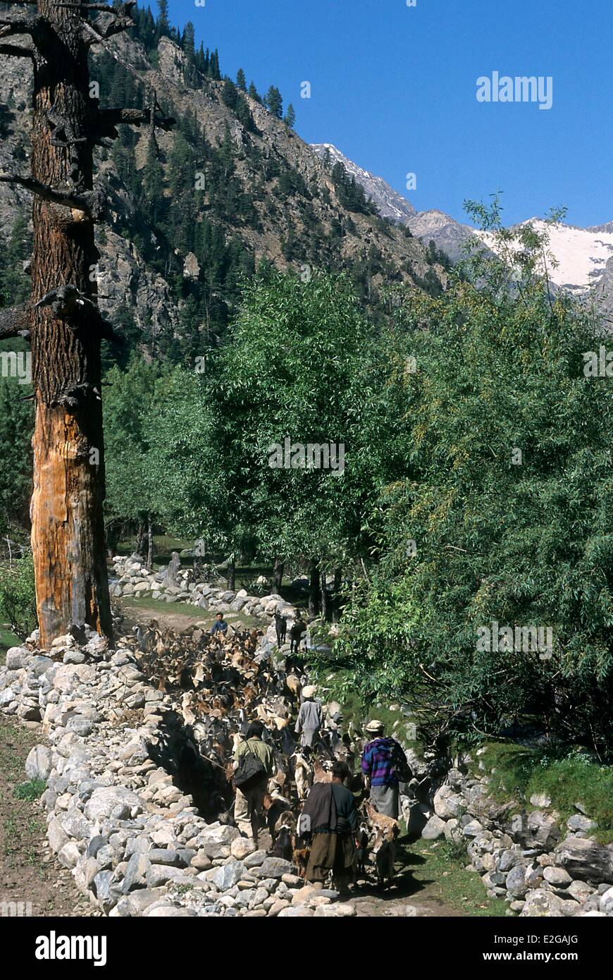 Pakistan Khyber Pakhtunkhwa Kalash valleys Bumburet valley transhumance ...