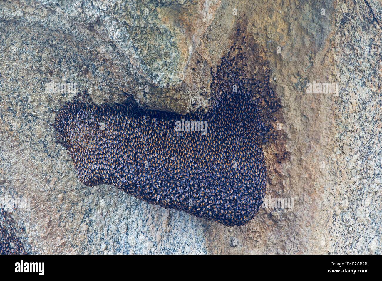 Insect Rajasthan High Resolution Stock Photography and Images - Alamy