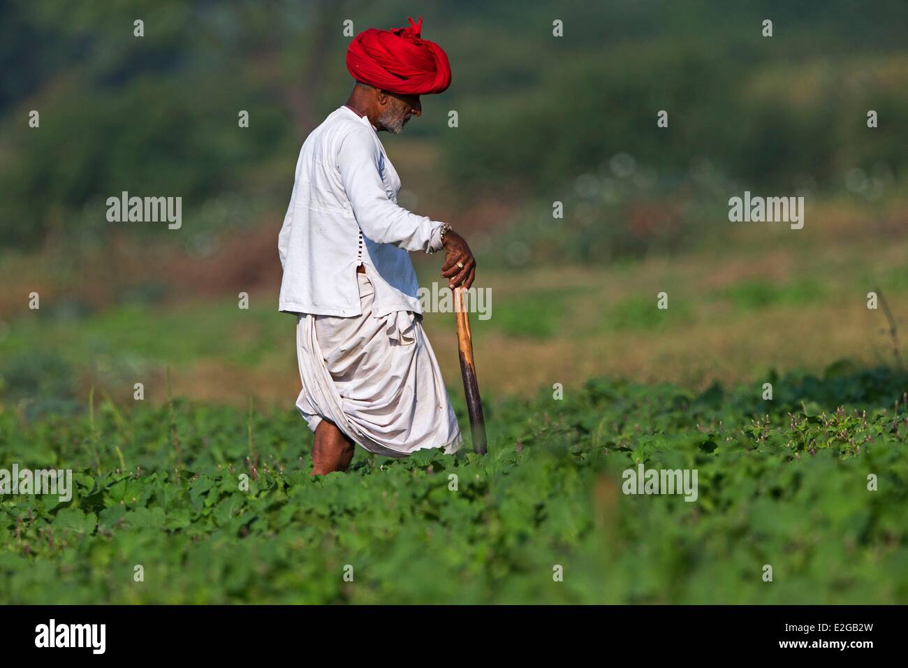 India Rajasthan state Bera area farmer in a field Stock Photo - Alamy