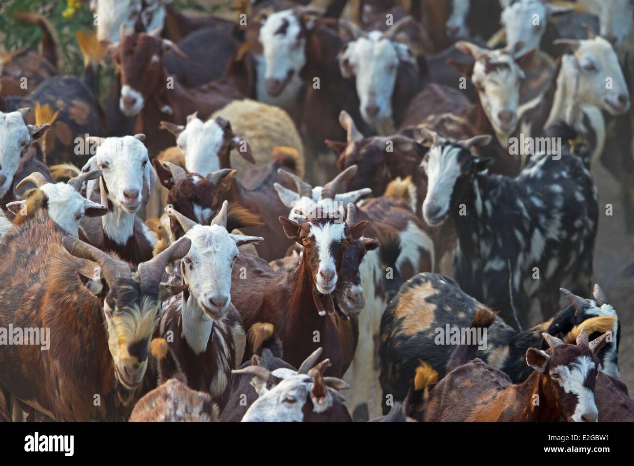 India Rajasthan Goat High Resolution Stock Photography and Images - Alamy