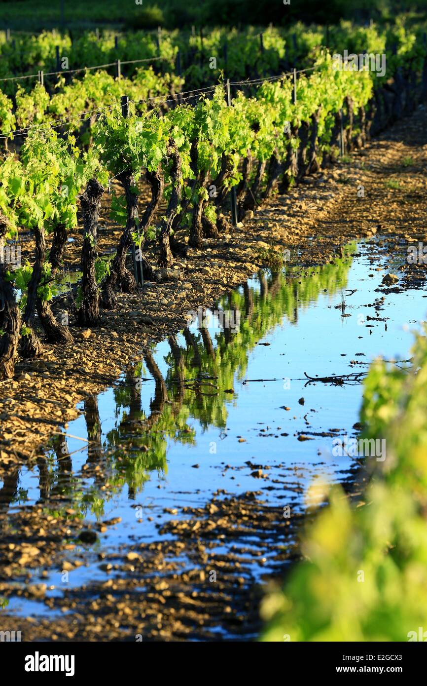 France Var between Gonfaron and Brignoles vineyards AOC Cotes de ...