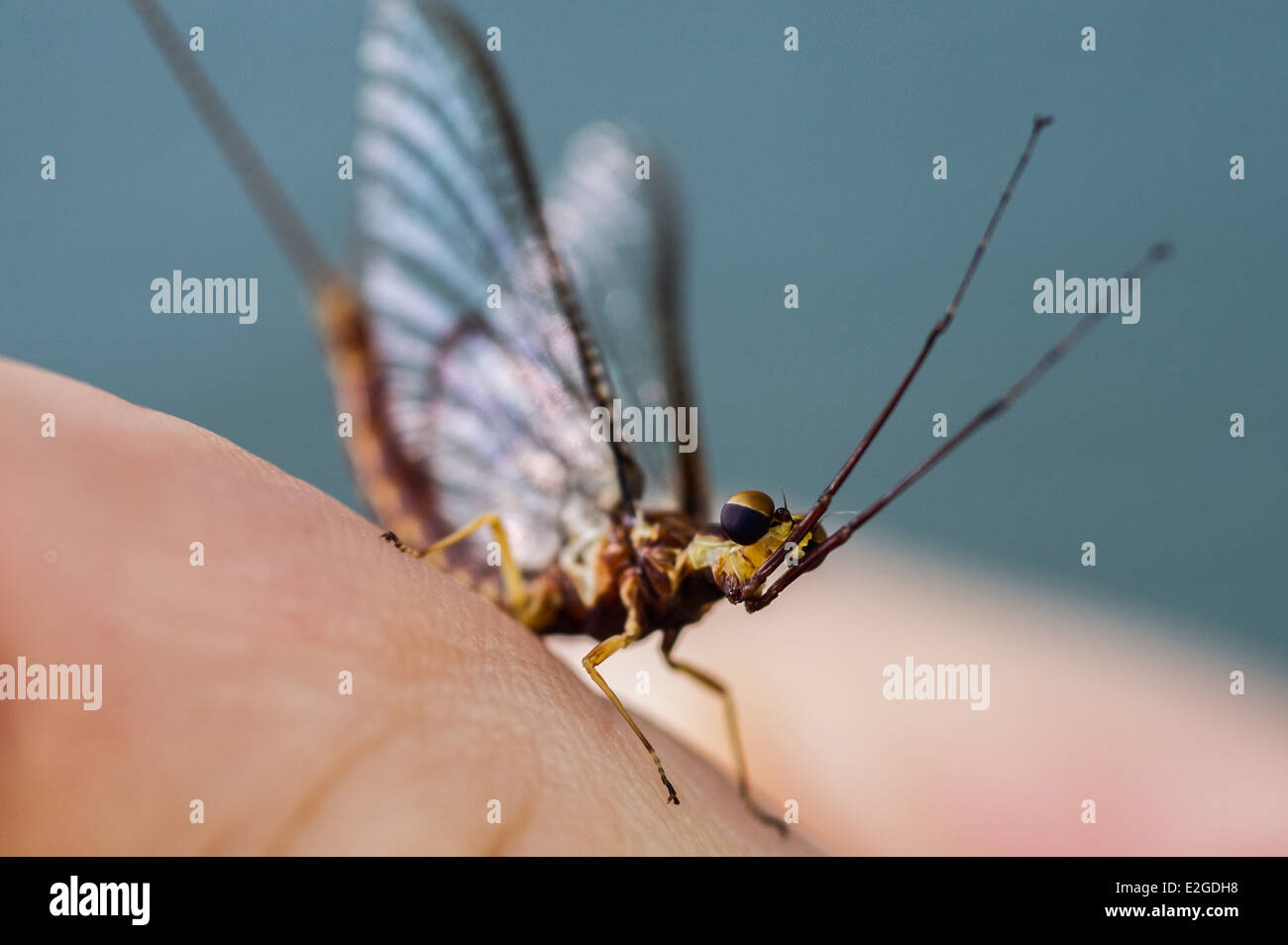 Mayfly (Canadian Soldier) in Cleveland, OHIO Stock Photo - Alamy