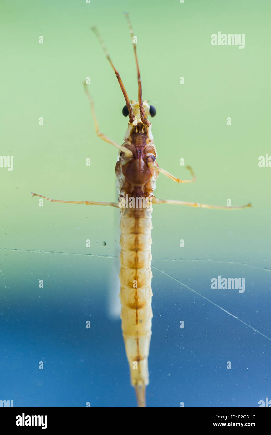 Mayfly (Canadian Soldier) in Cleveland, OHIO Stock Photo - Alamy