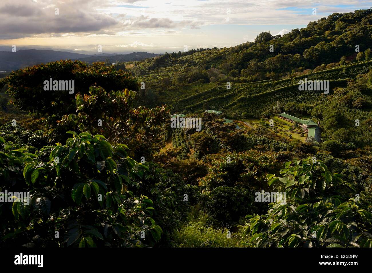 Panama Chiriqui province Boquete Coffee Plantation Finca Lerida on ...