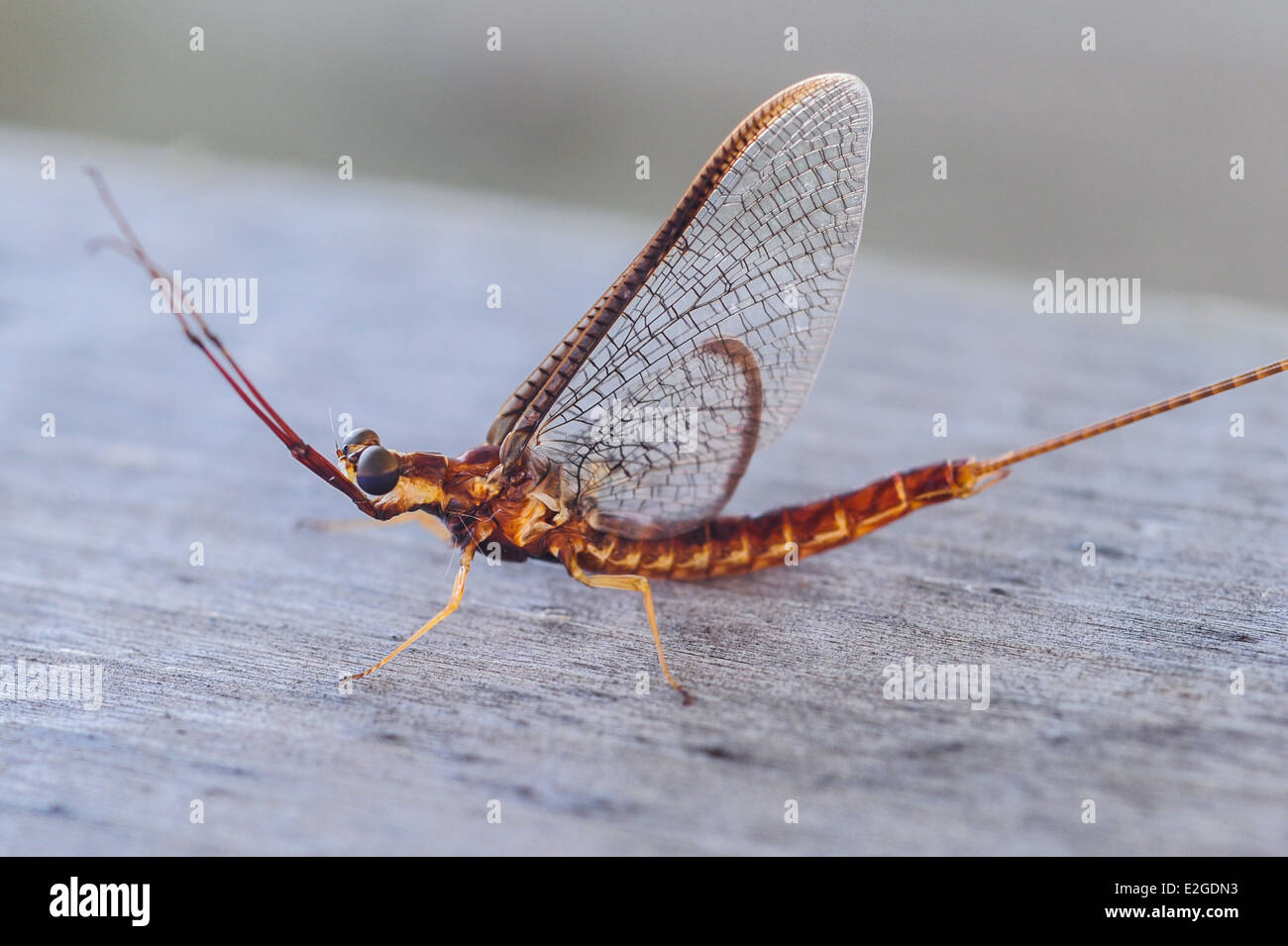 Canadian Soldiers Bug